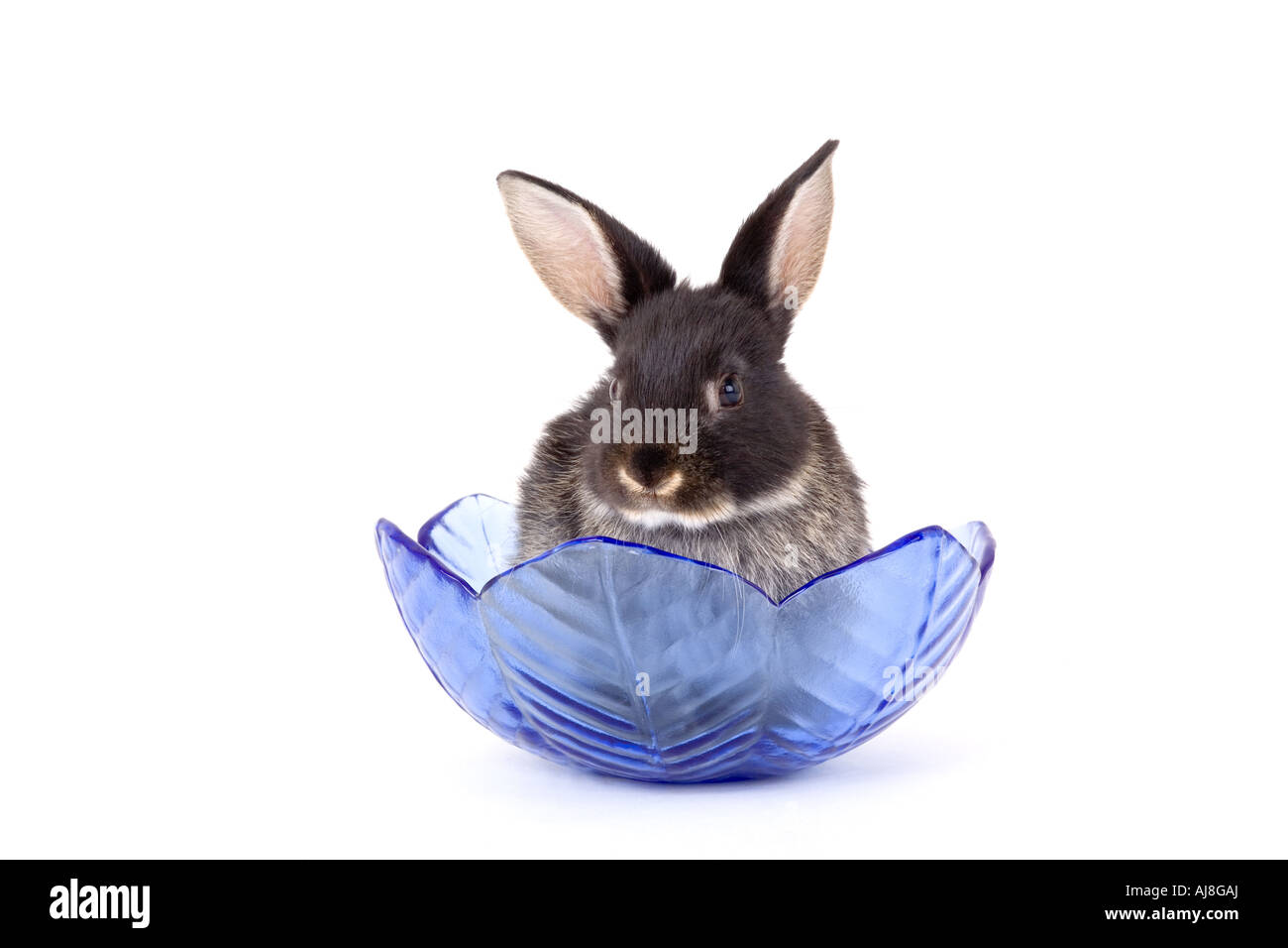 Cute white clean glass Cut Out Stock Images & Pictures - Alamy