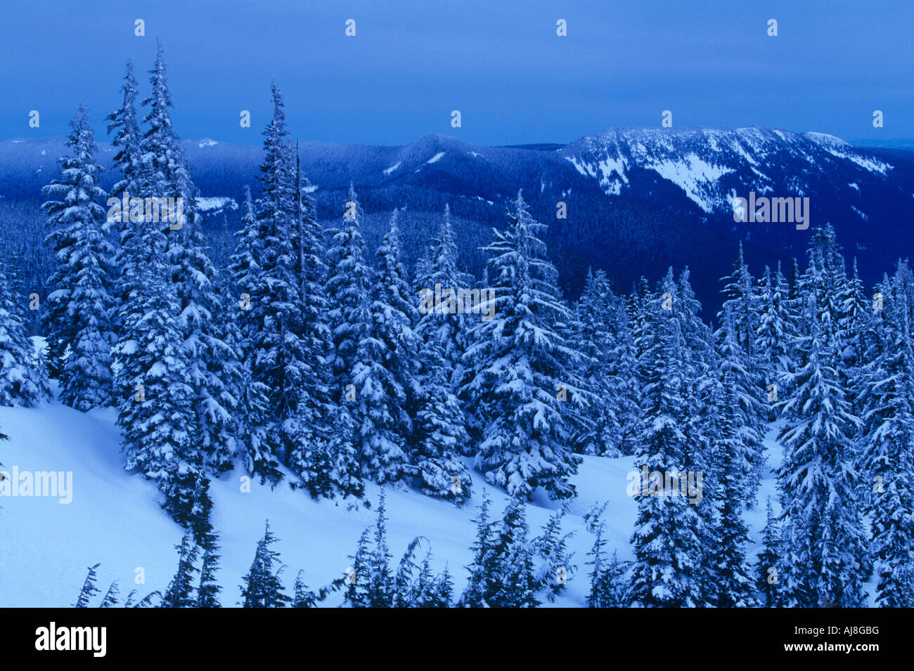 USA Oregon Mount Hood National Forest Snow covered forest on the slopes ...