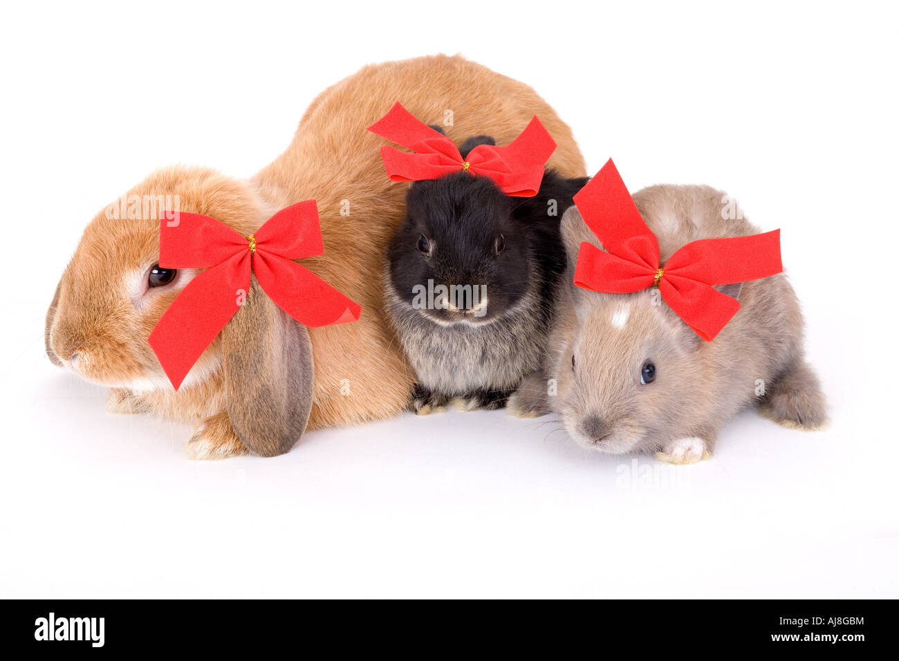 three bunny wearing a red bow and lying on a white background Stock ...