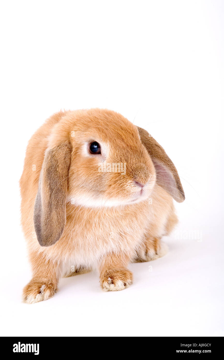 brown white bunny Stock Photo - Alamy