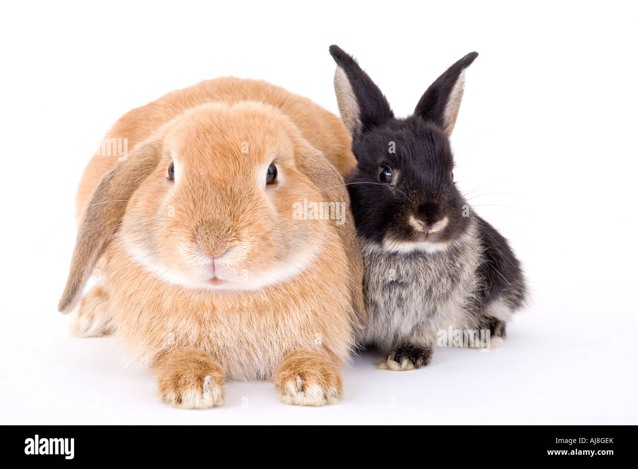 two bunny on a white background Stock Photo - Alamy