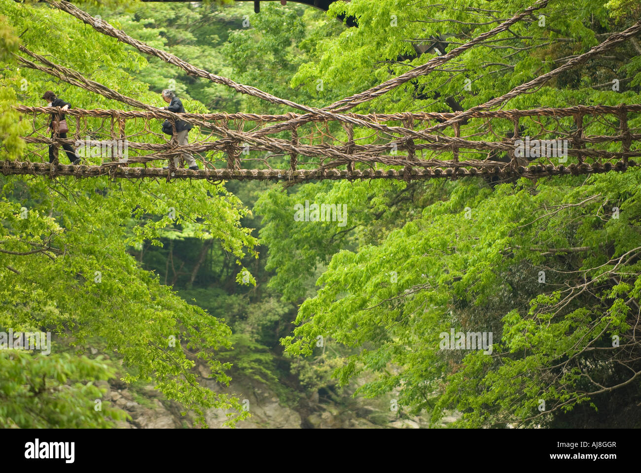 Kazurabashi bridge in the Iya Valley, Shikoku, Japan Stock Photo - Alamy