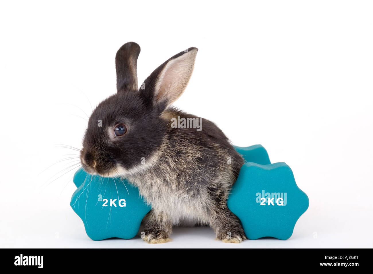 Gym bunny hi-res stock photography and images - Alamy