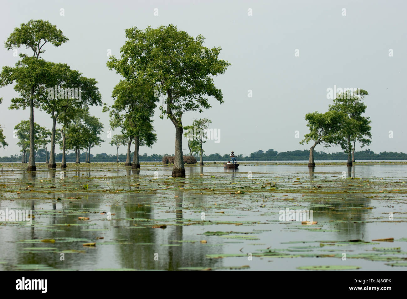 Man Fishing in Swamp on Boat with Duck Blind in Background Louisiana ...