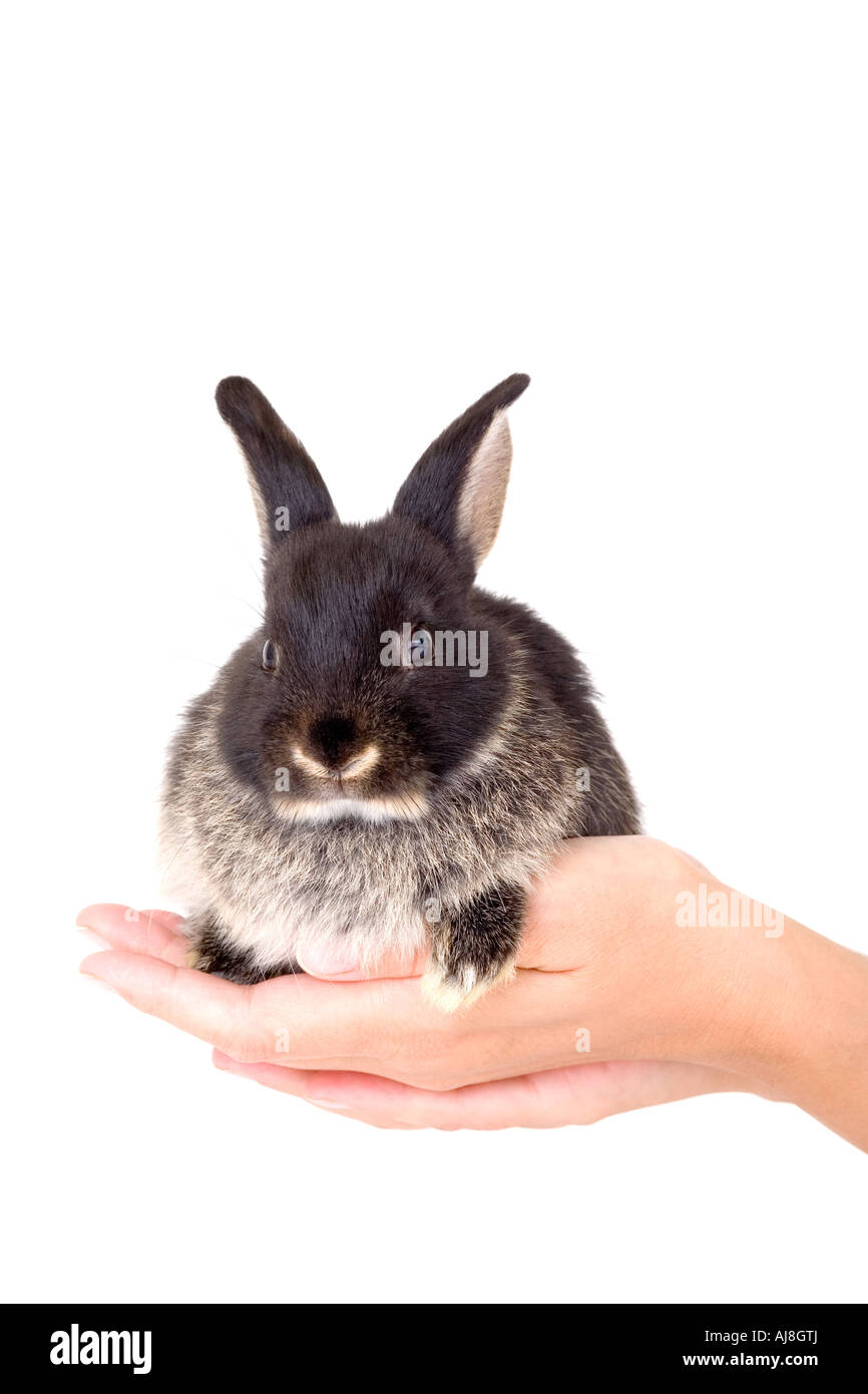 Hands holding a bunny on white background Stock Photo - Alamy