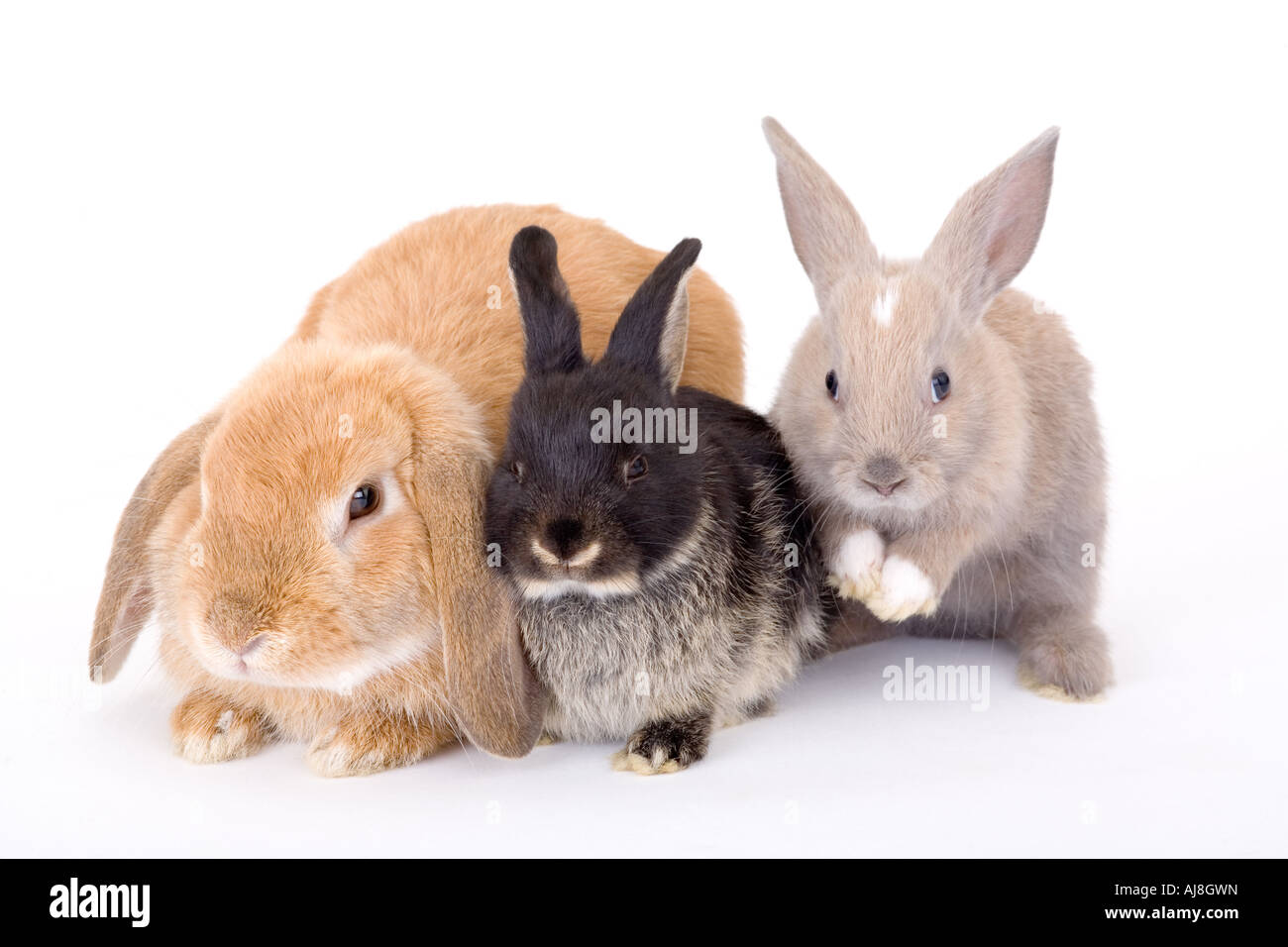 three bunny on a white background Stock Photo - Alamy
