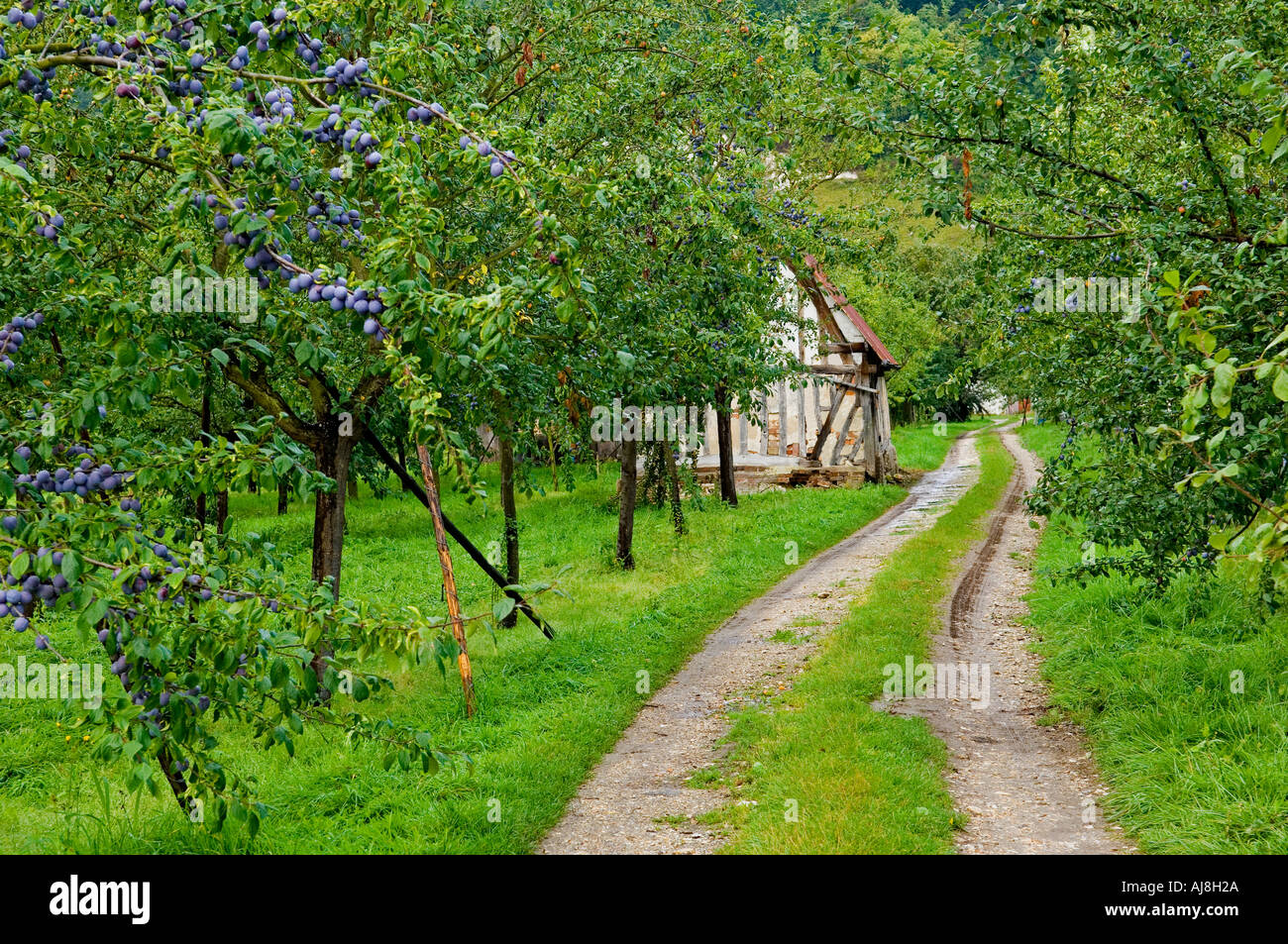 Plum trees in Normandy France Stock Photo - Alamy
