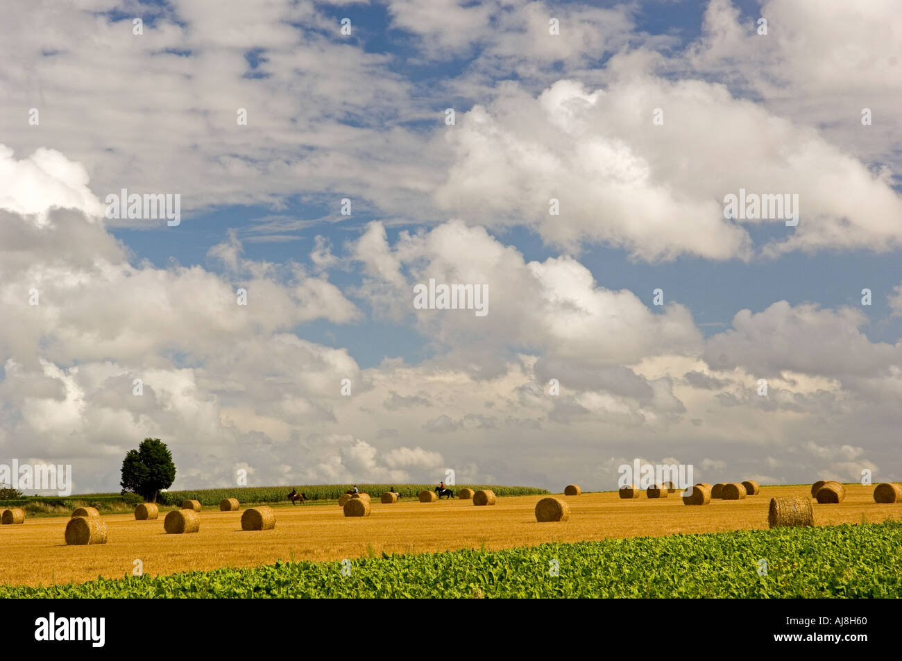 Fox field hi-res stock photography and images - Alamy