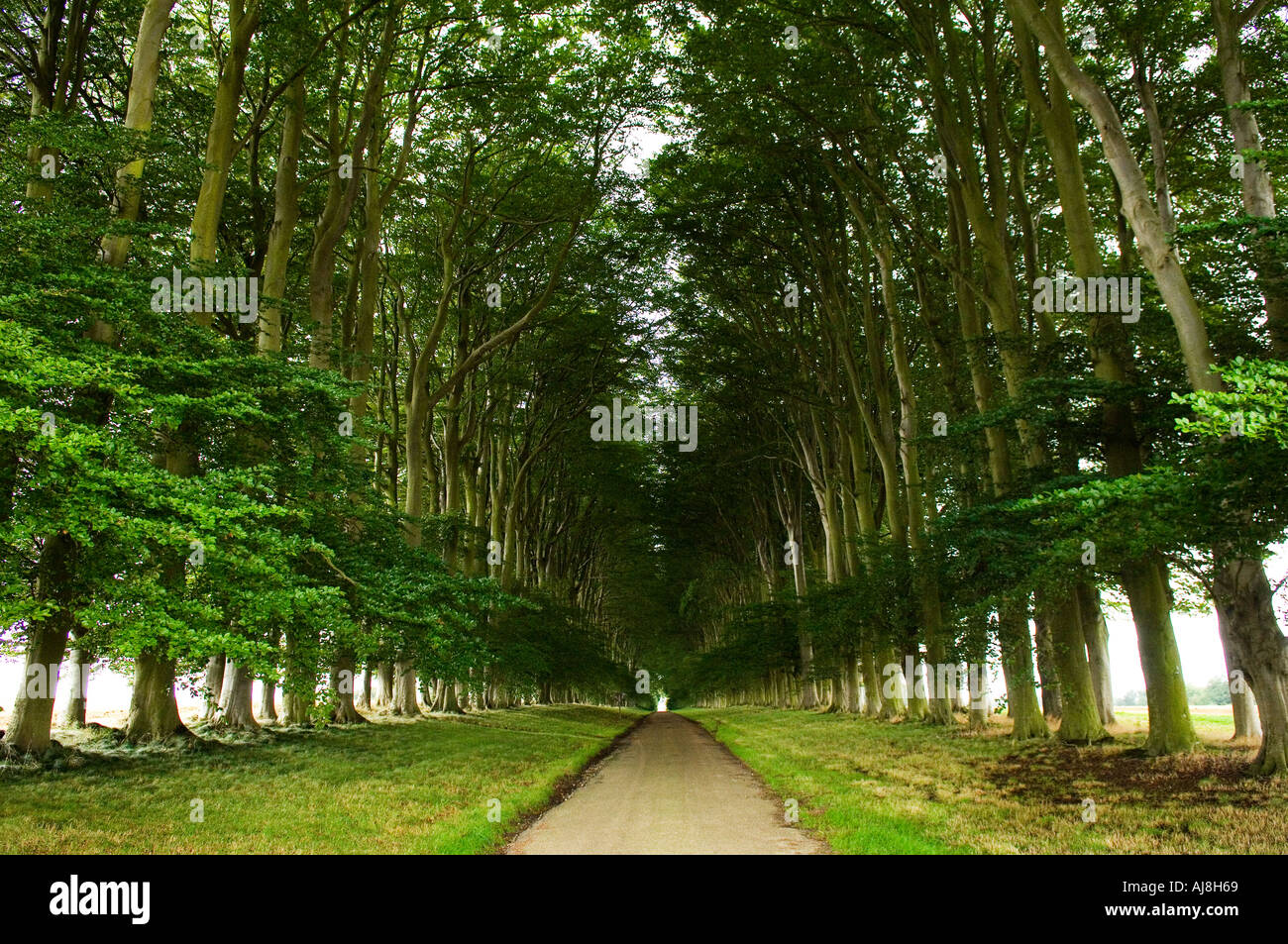 Normandy Narrow road lined with tall overhanging trees Stock Photo - Alamy