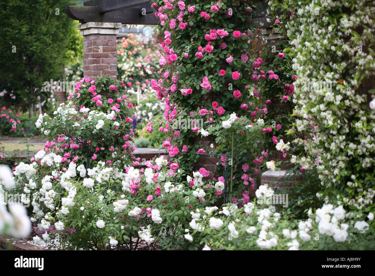 Rose phyllis bide hi-res stock photography and images - Alamy