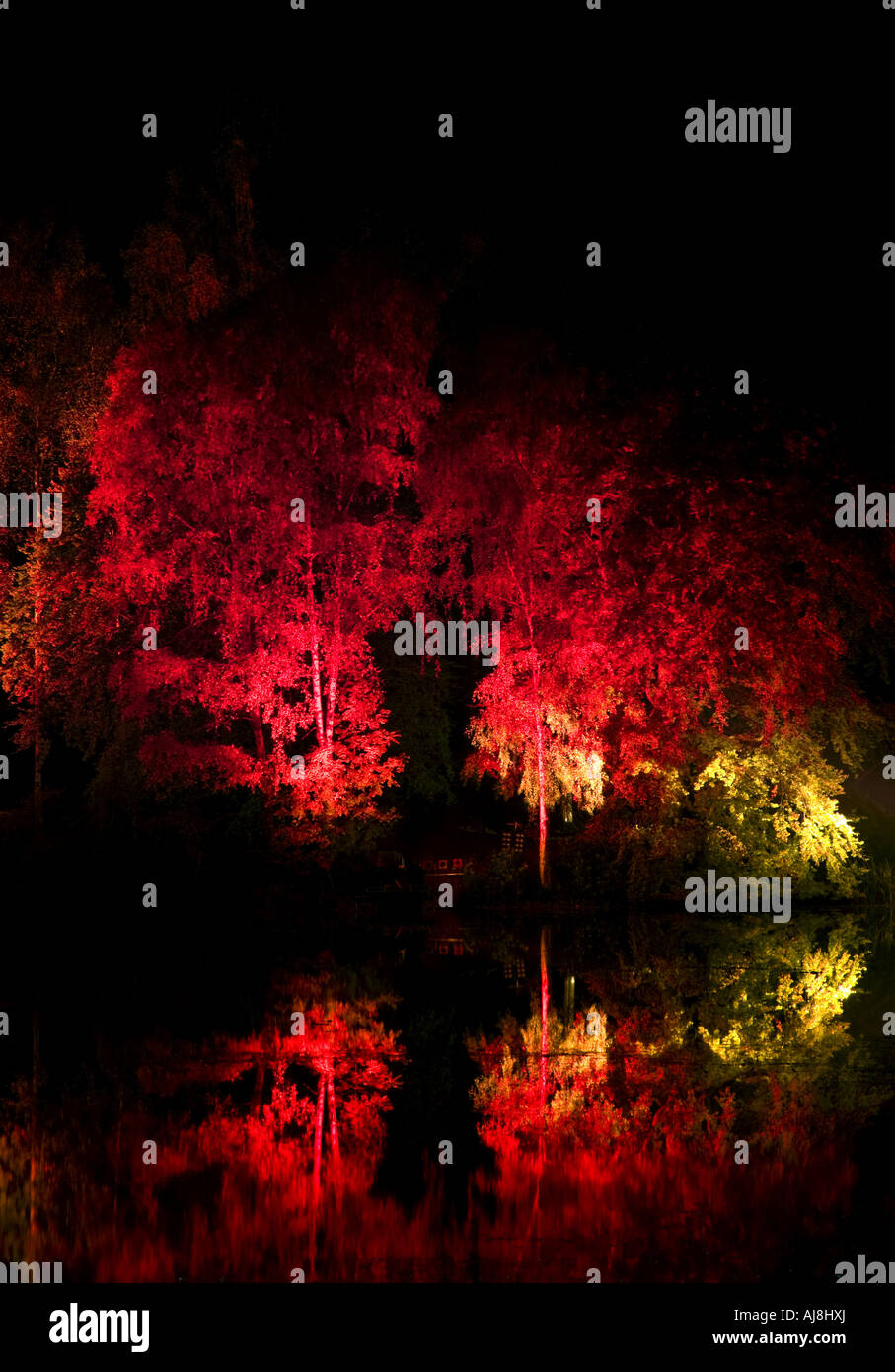 Enchanted Forest lighting display, Perthshire, Scotland Stock Photo - Alamy