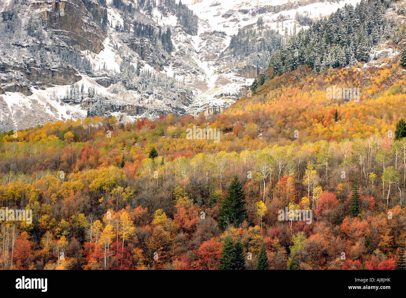 Fall foliage in the wasatch mountains, utah Stock Photo - Alamy