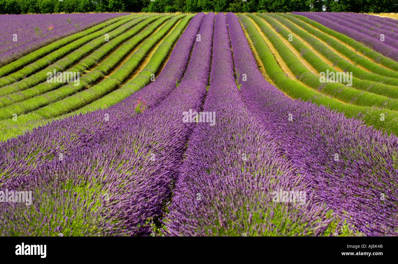 Lavender fields at Snowshill in the Cotswolds Stock Photo - Alamy