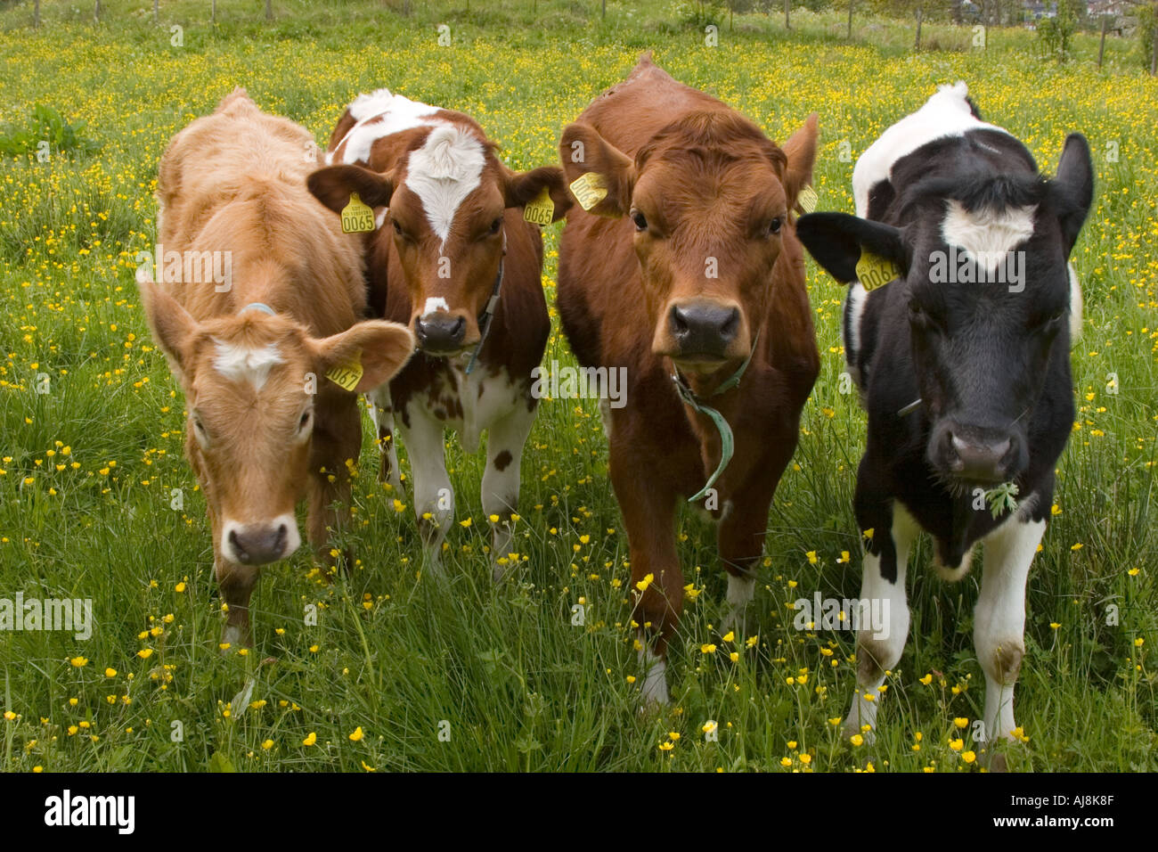 Four calves cow in hi-res stock photography and images - Alamy