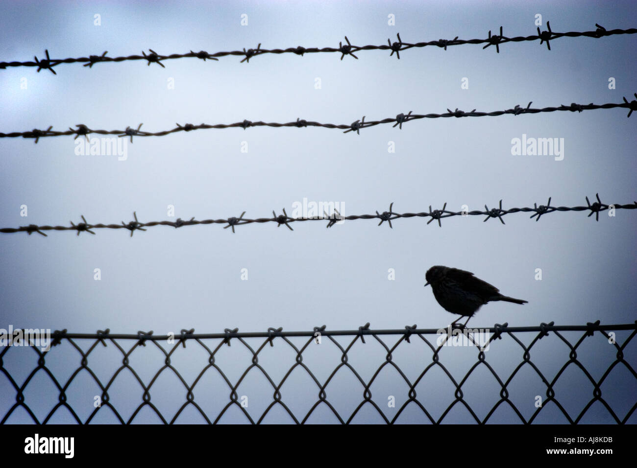 Small bird and barbed wire Stock Photo - Alamy