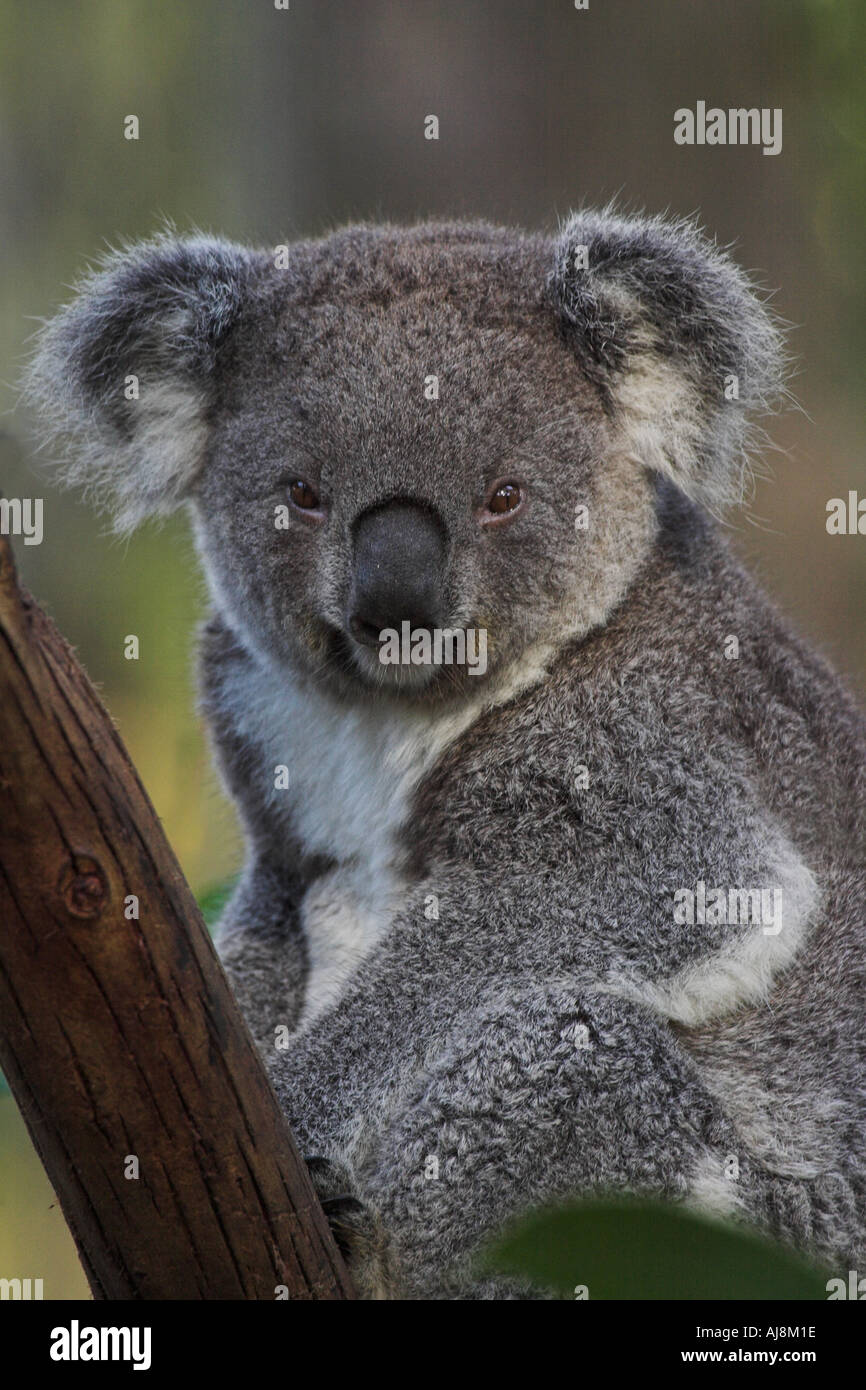 Koala phascolarctos cinereus Stock Photo - Alamy