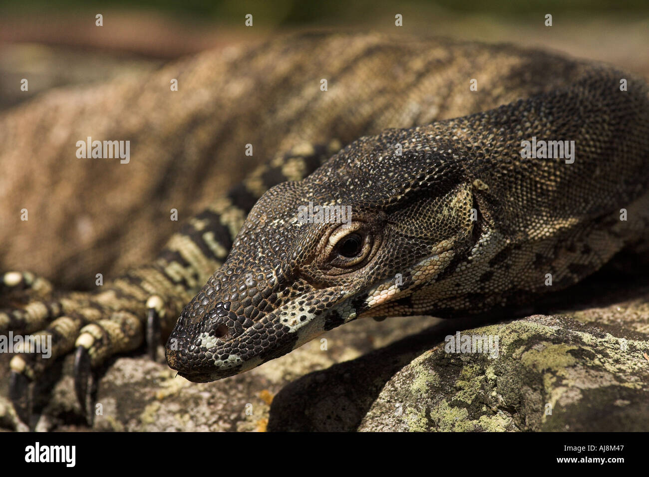 Lace monitor varanus varius Stock Photo - Alamy