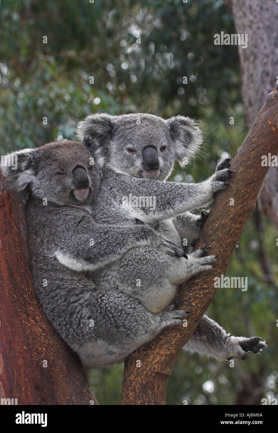 Two koala hi-res stock photography and images - Alamy