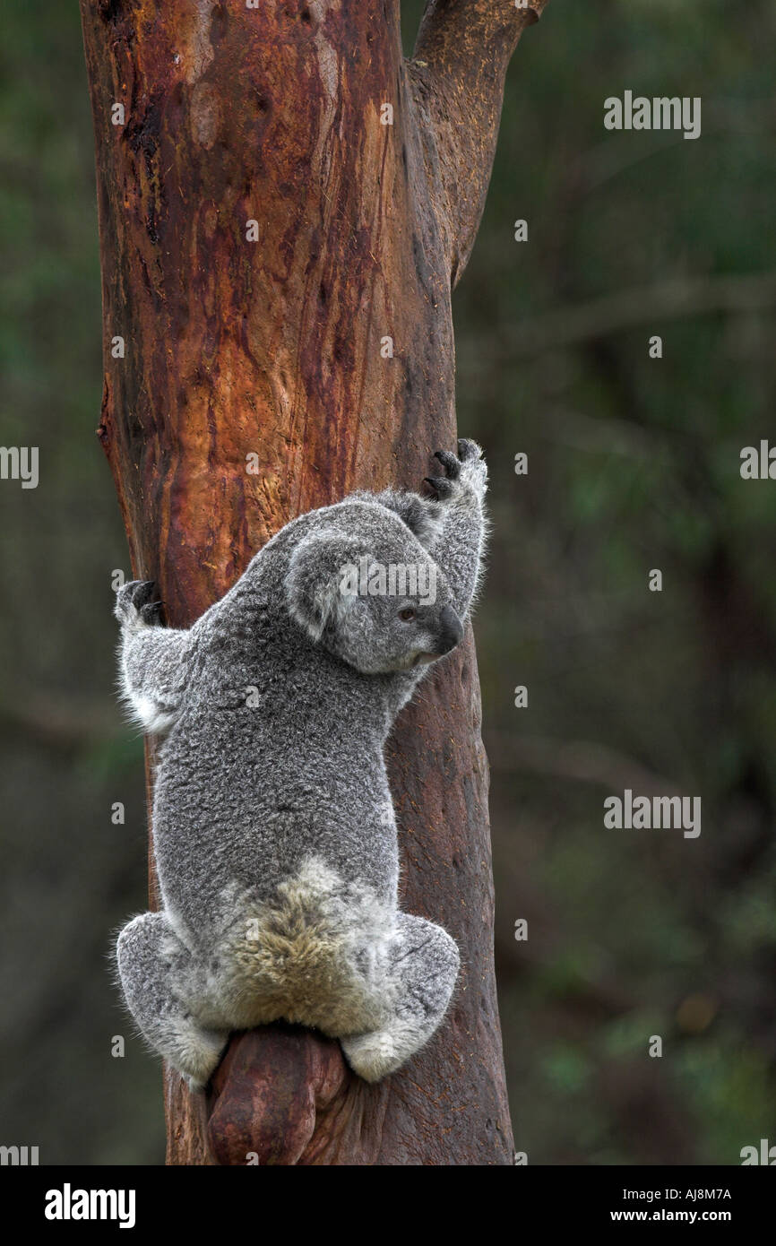 Koala phascolarctos cinereus Stock Photo - Alamy