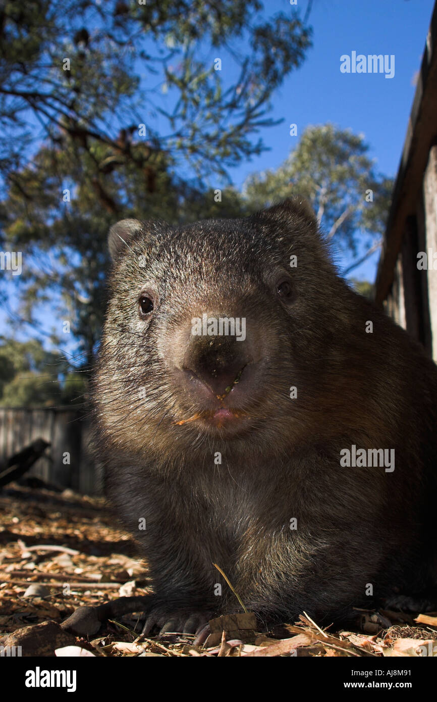Common wombat vombatus ursinas, single captive adult Stock Photo - Alamy