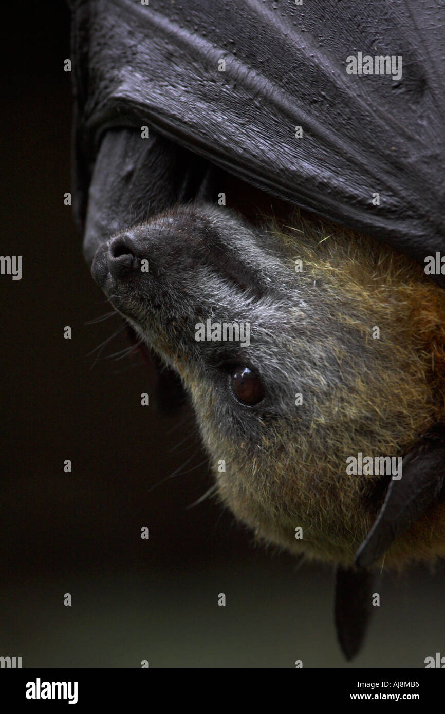 grey headed flying fox fruit bat pteropus poliocephalus Stock Photo - Alamy