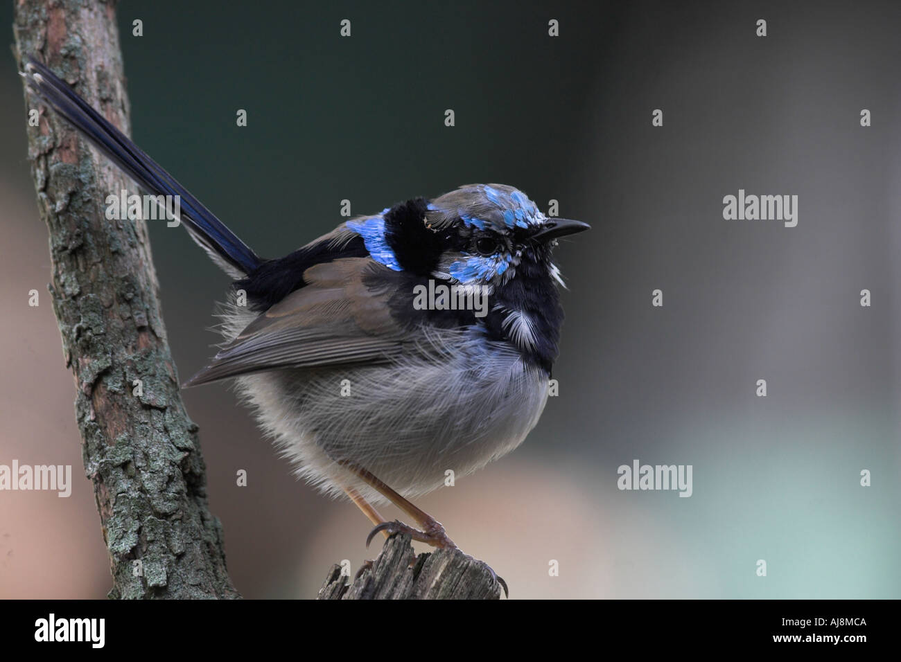 superb fairy wren malurus cyaneus Stock Photo - Alamy