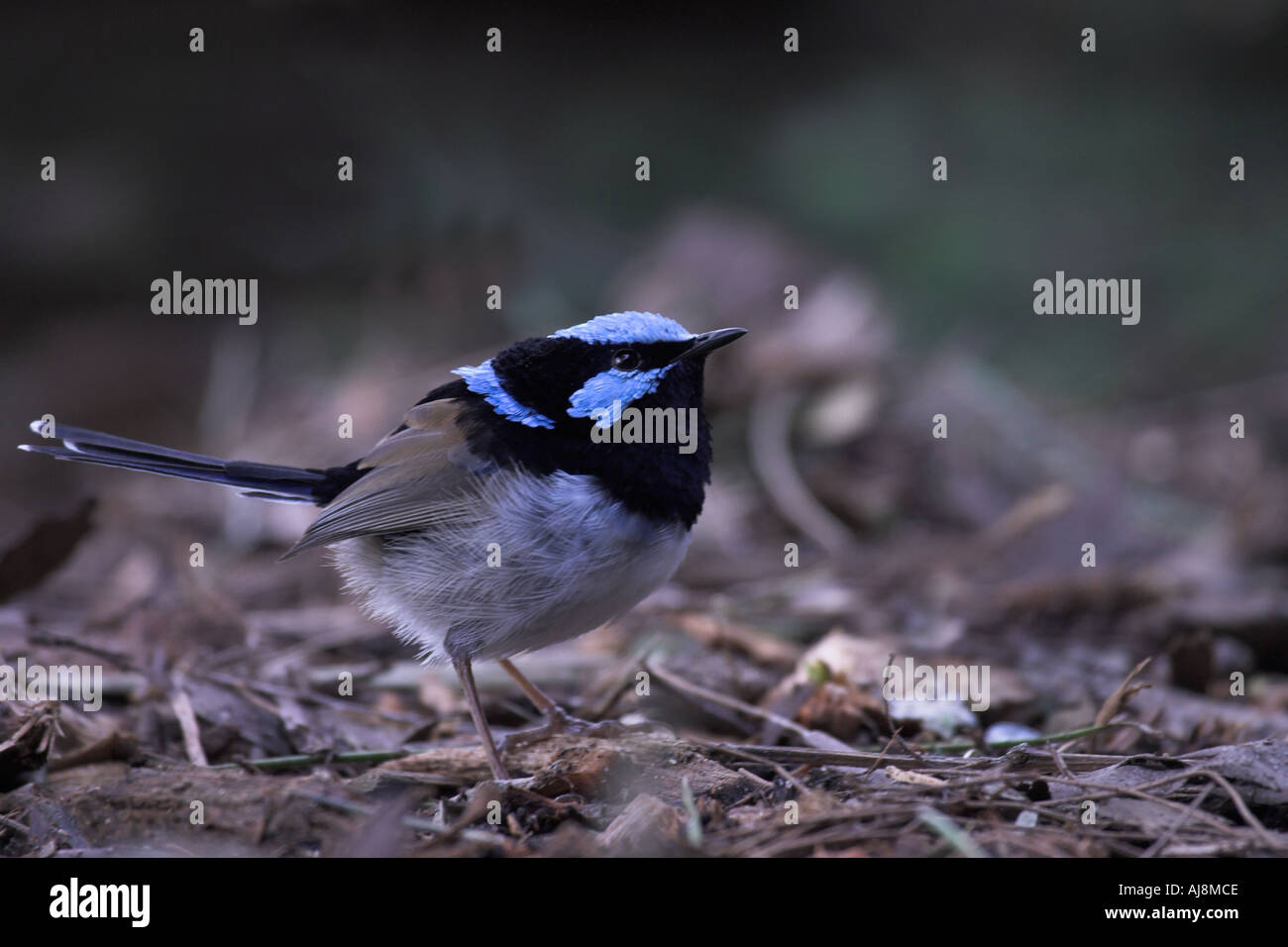 superb fairy wren malurus cyaneus Stock Photo - Alamy