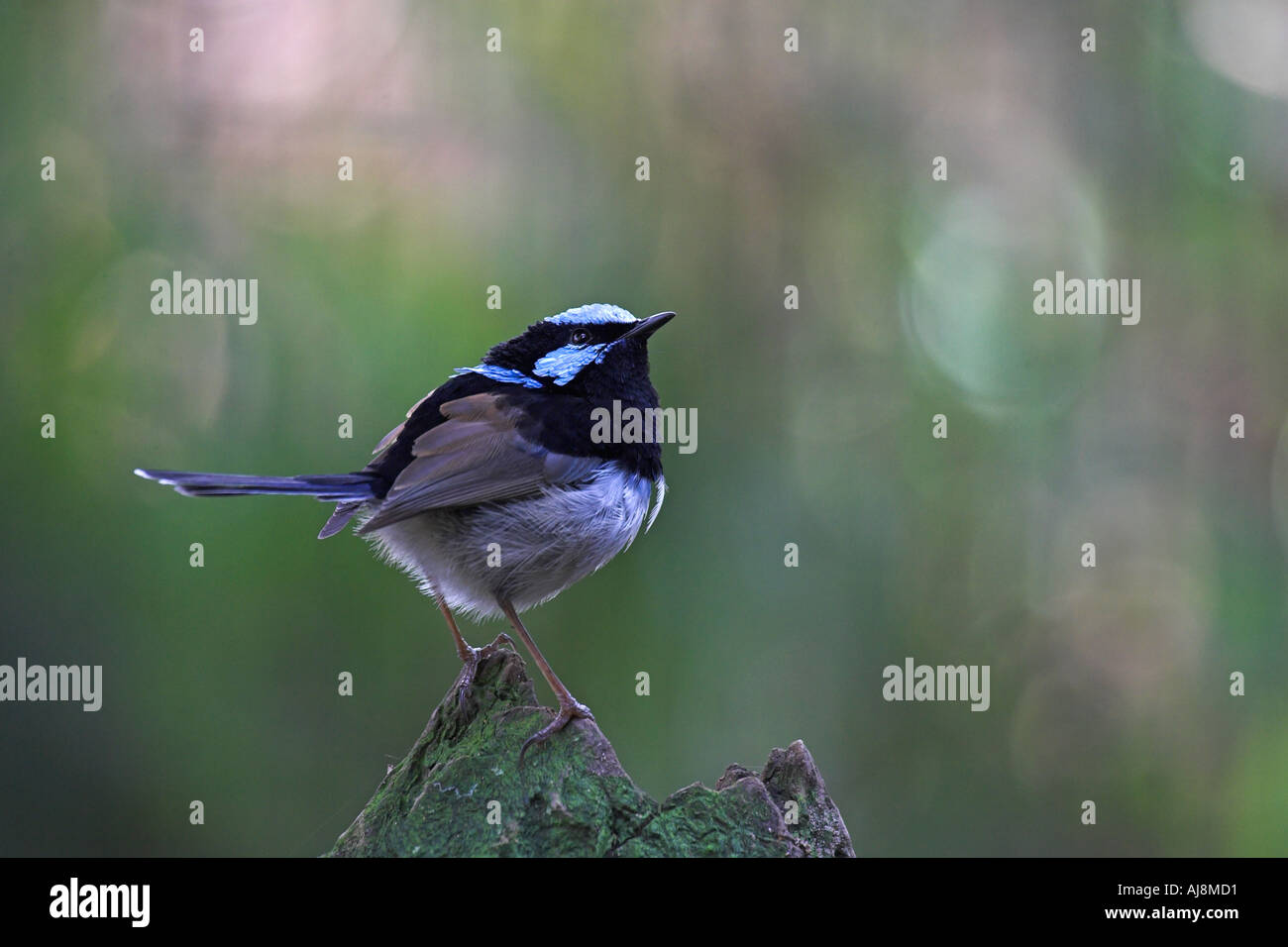 superb fairy wren malurus cyaneus Stock Photo - Alamy