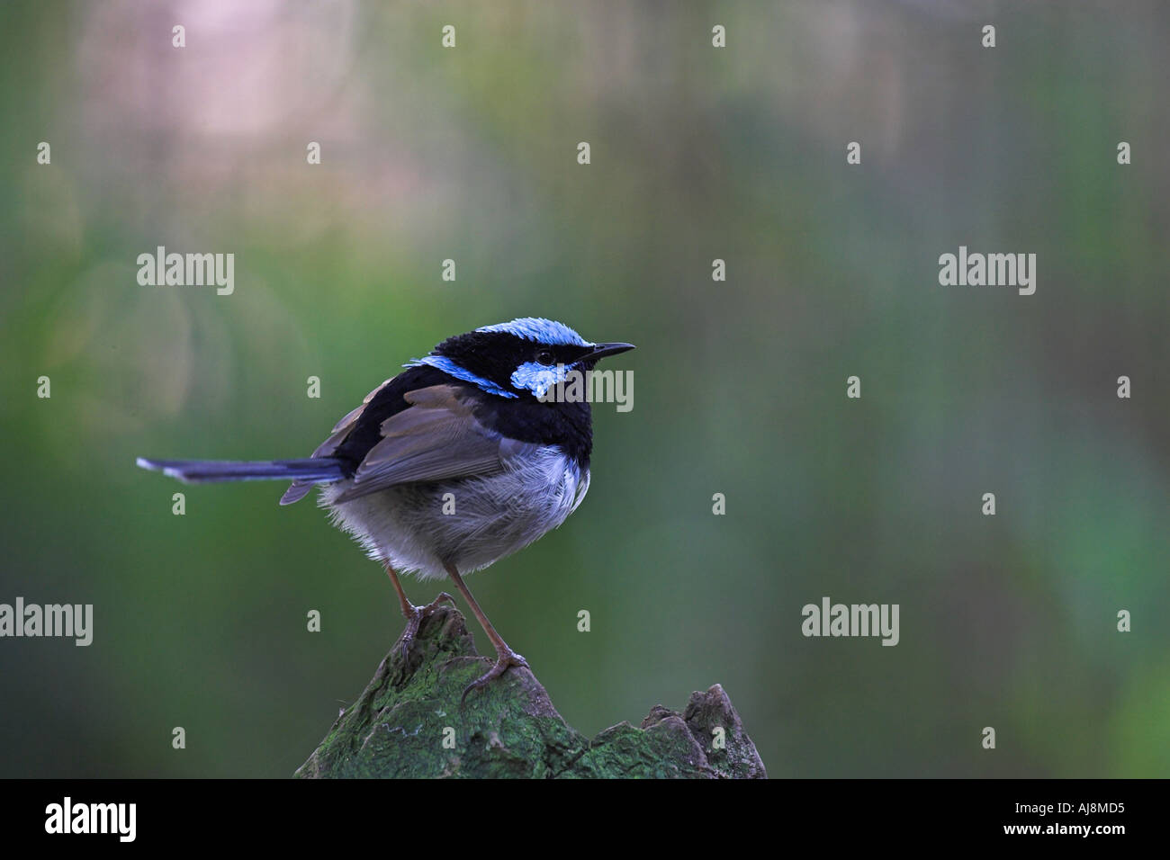 superb fairy wren malurus cyaneus Stock Photo - Alamy