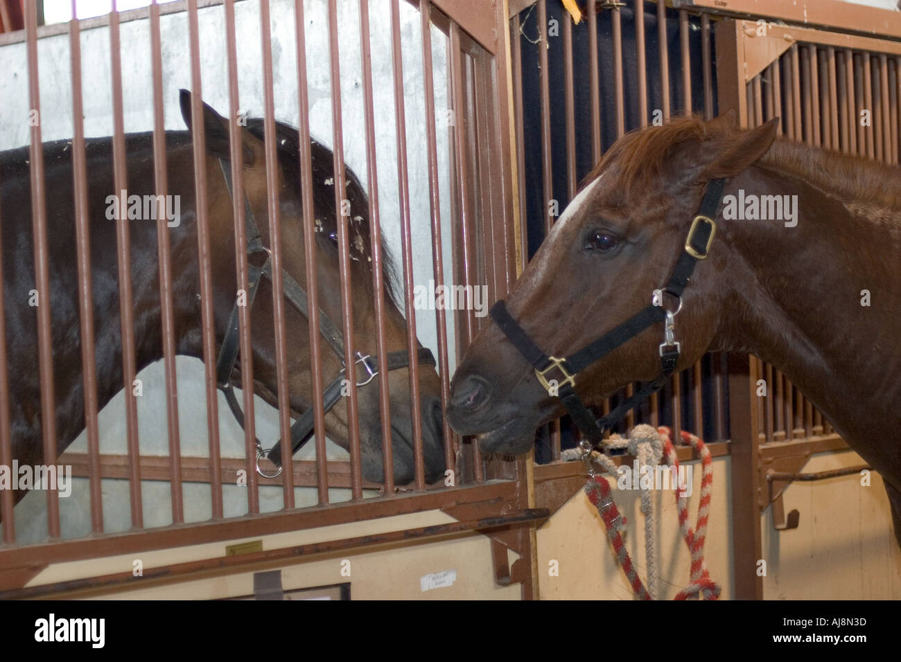 Detroit Michigan Two horses belonging to the Detroit Mounted Police at ...