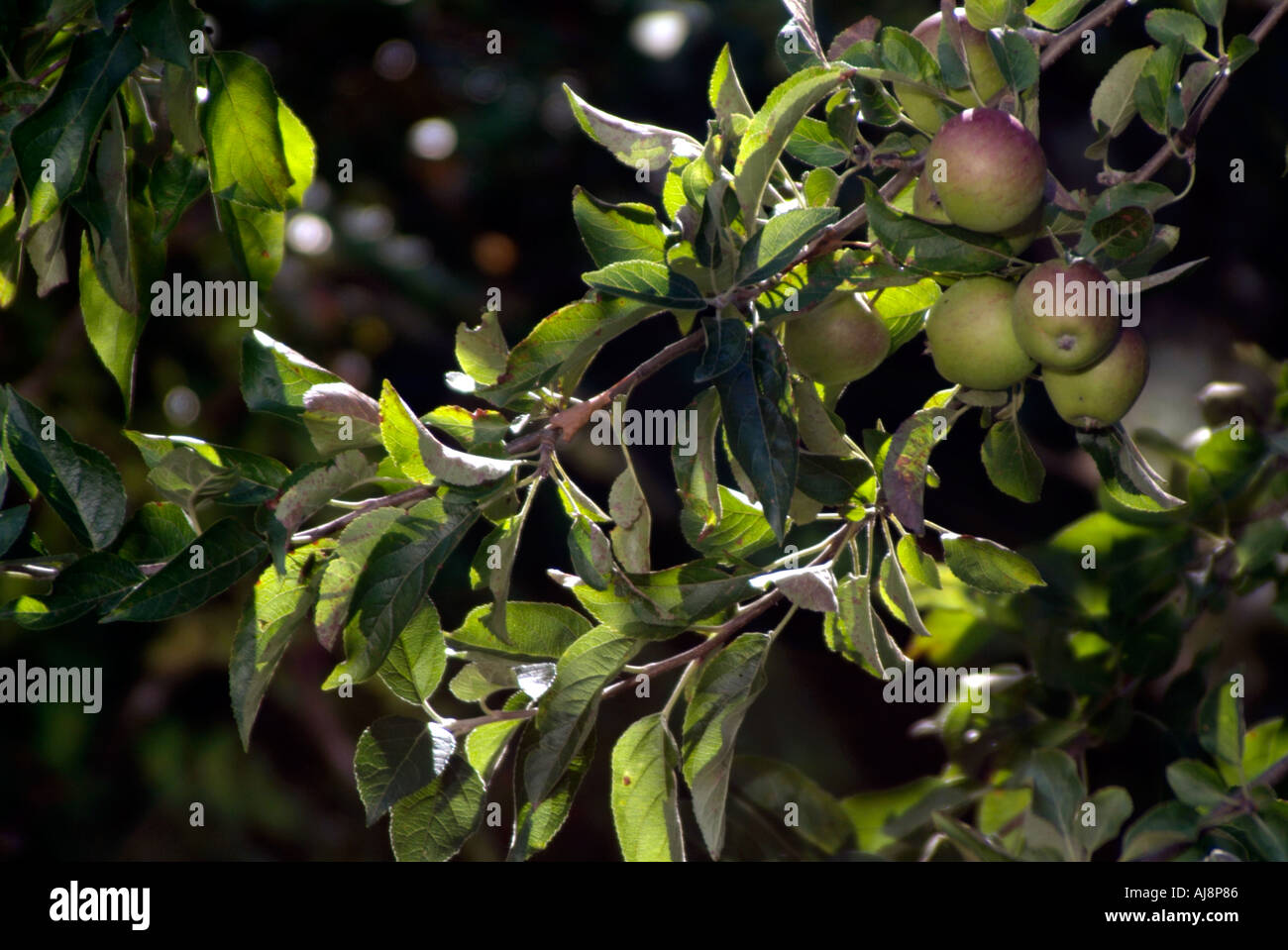 Loaded apple tree hi-res stock photography and images - Alamy