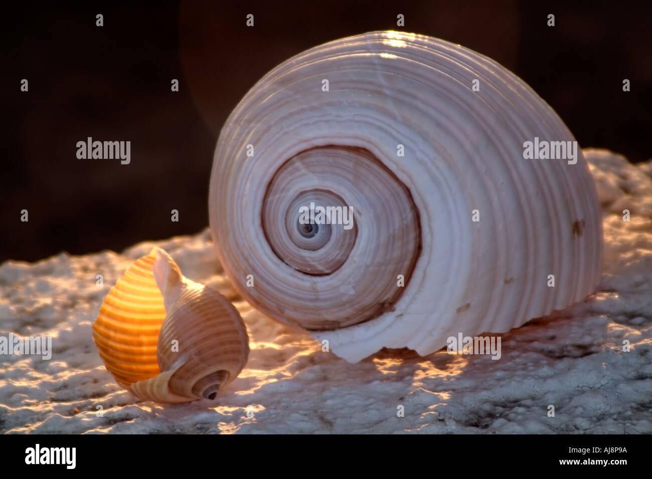 Two small shells hi-res stock photography and images - Alamy