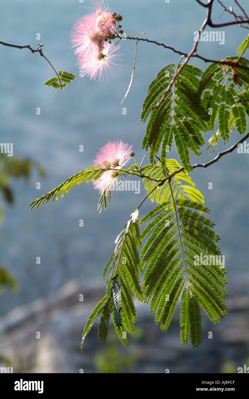 Spindly flowers hi-res stock photography and images - Alamy