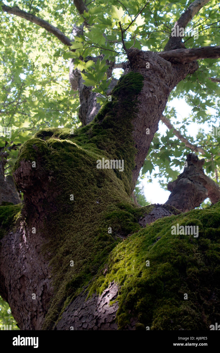 Moss Covered Tree Trunk Stock Photo - Alamy