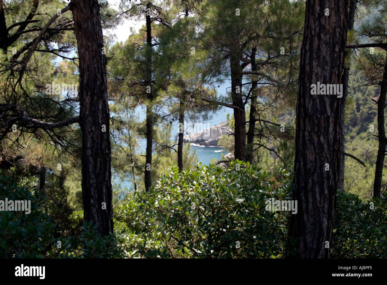 Thassos Pine Trees Stock Photo - Alamy
