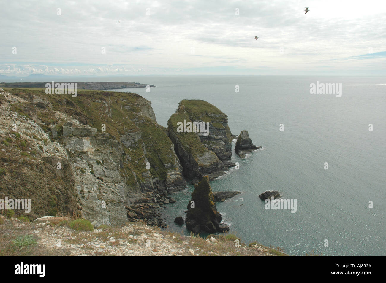 South stack cliffs holyhead hi-res stock photography and images - Alamy