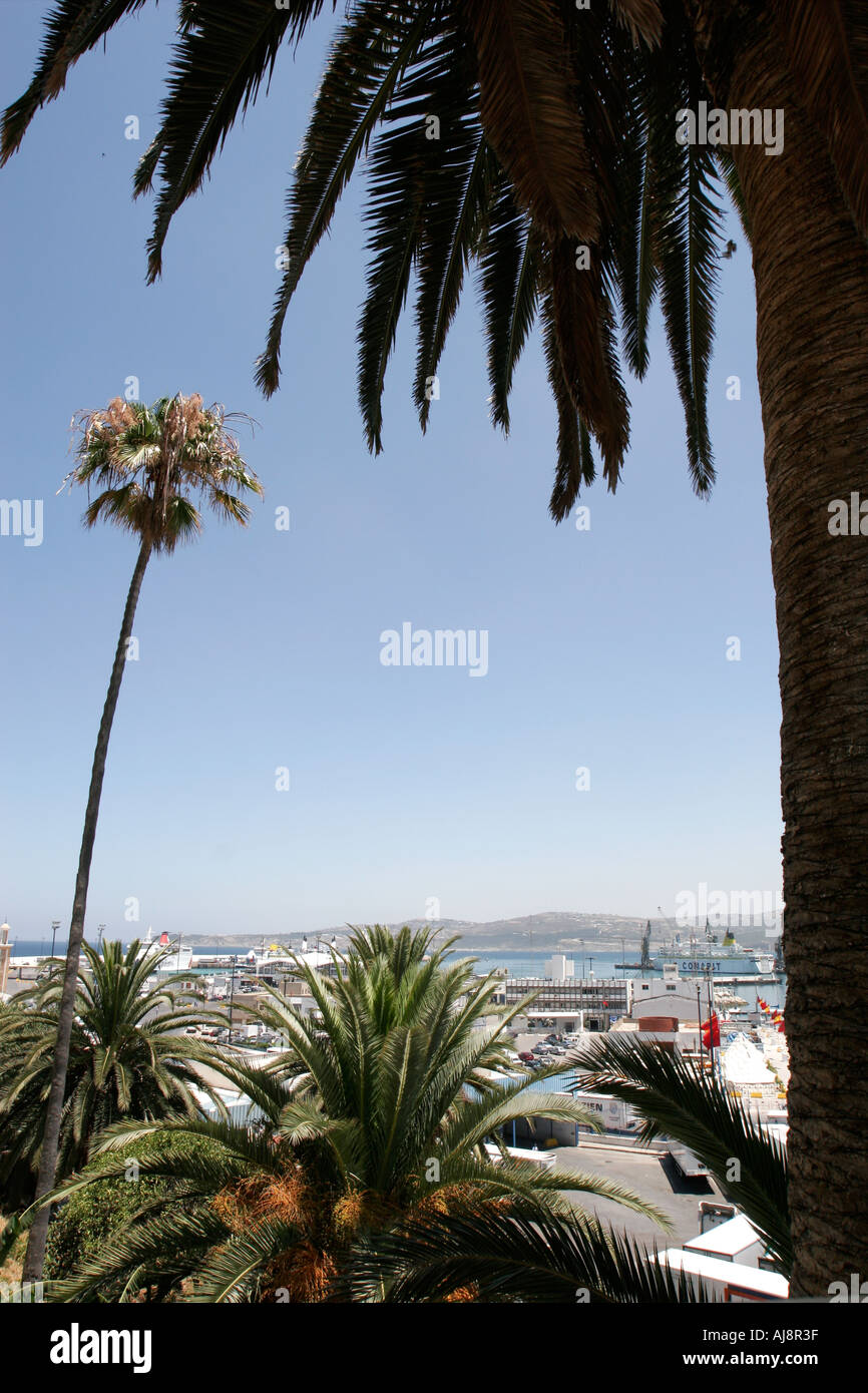 Palm trees and blue skies overlooking Tanger Morocco Stock Photo - Alamy