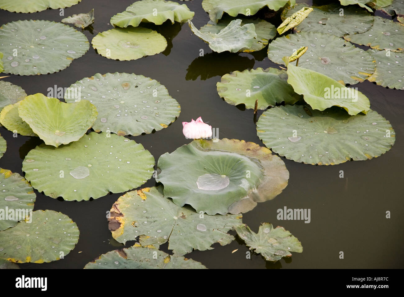 Lotus leaves pond hi-res stock photography and images - Alamy