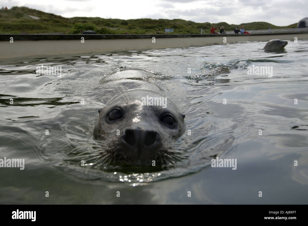 Texel the open basin of the seal sanctuary of Ecomare Stock Photo - Alamy
