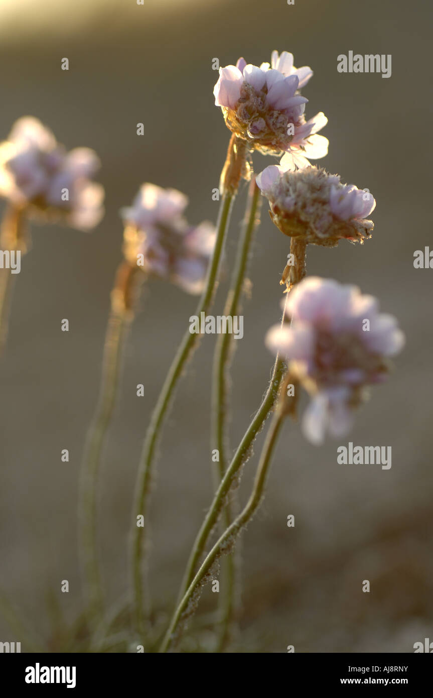 Texel rare and protected English grass in the esturarium of nature ...