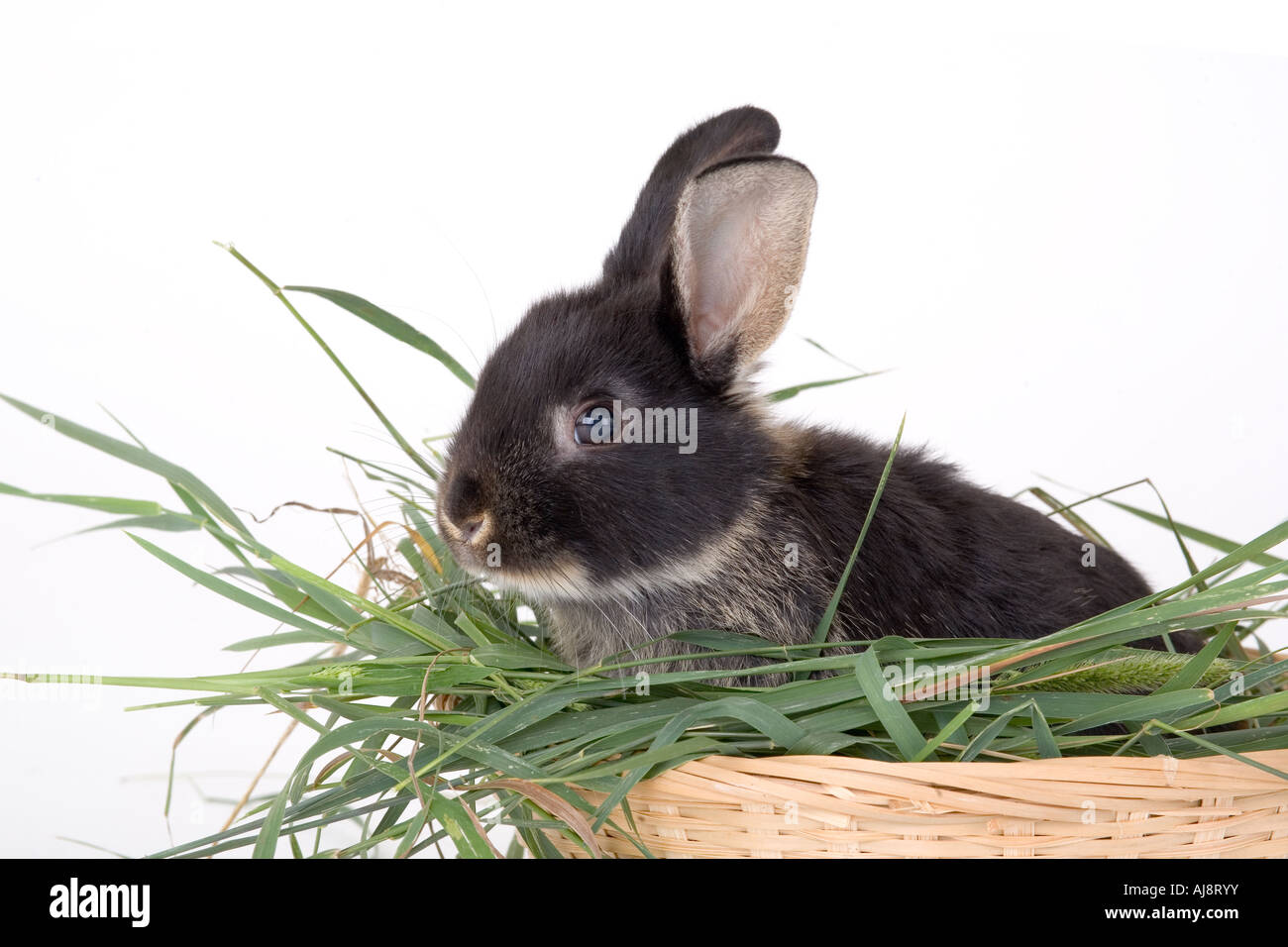 Rabbit and grass hi-res stock photography and images - Alamy