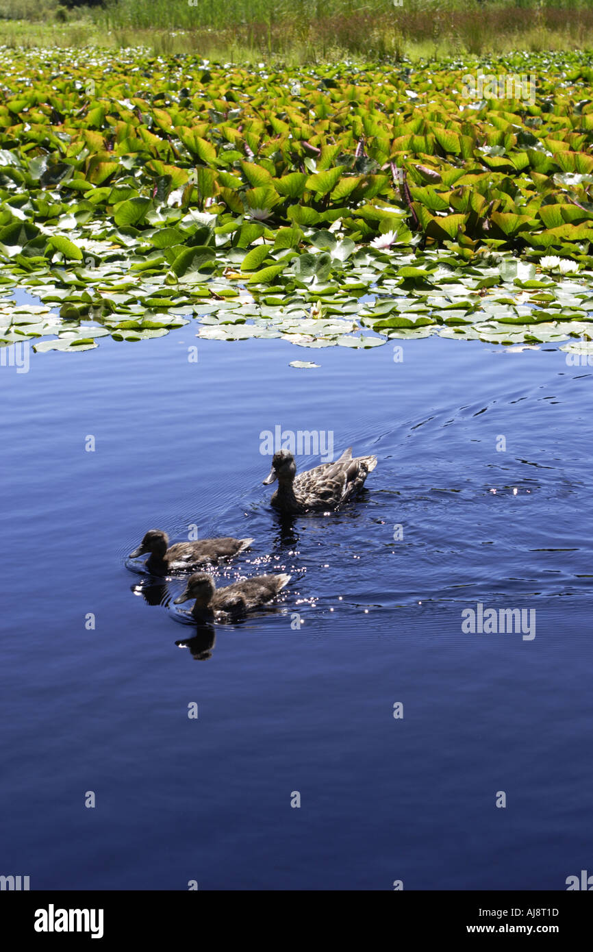 Ducks swim in water hi-res stock photography and images - Alamy
