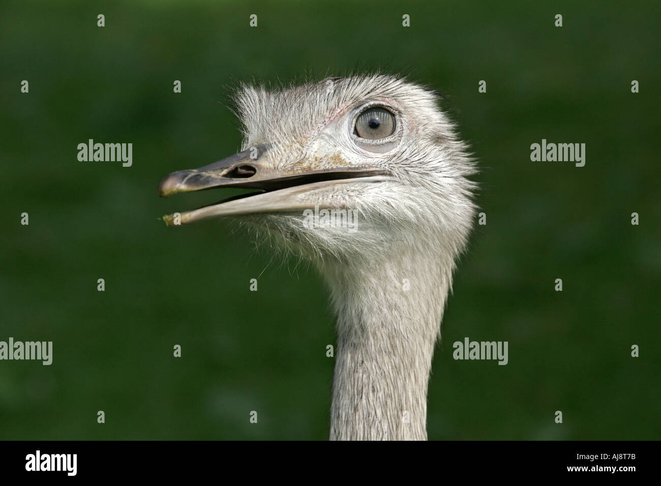 Greater rhea captivity hi-res stock photography and images - Alamy