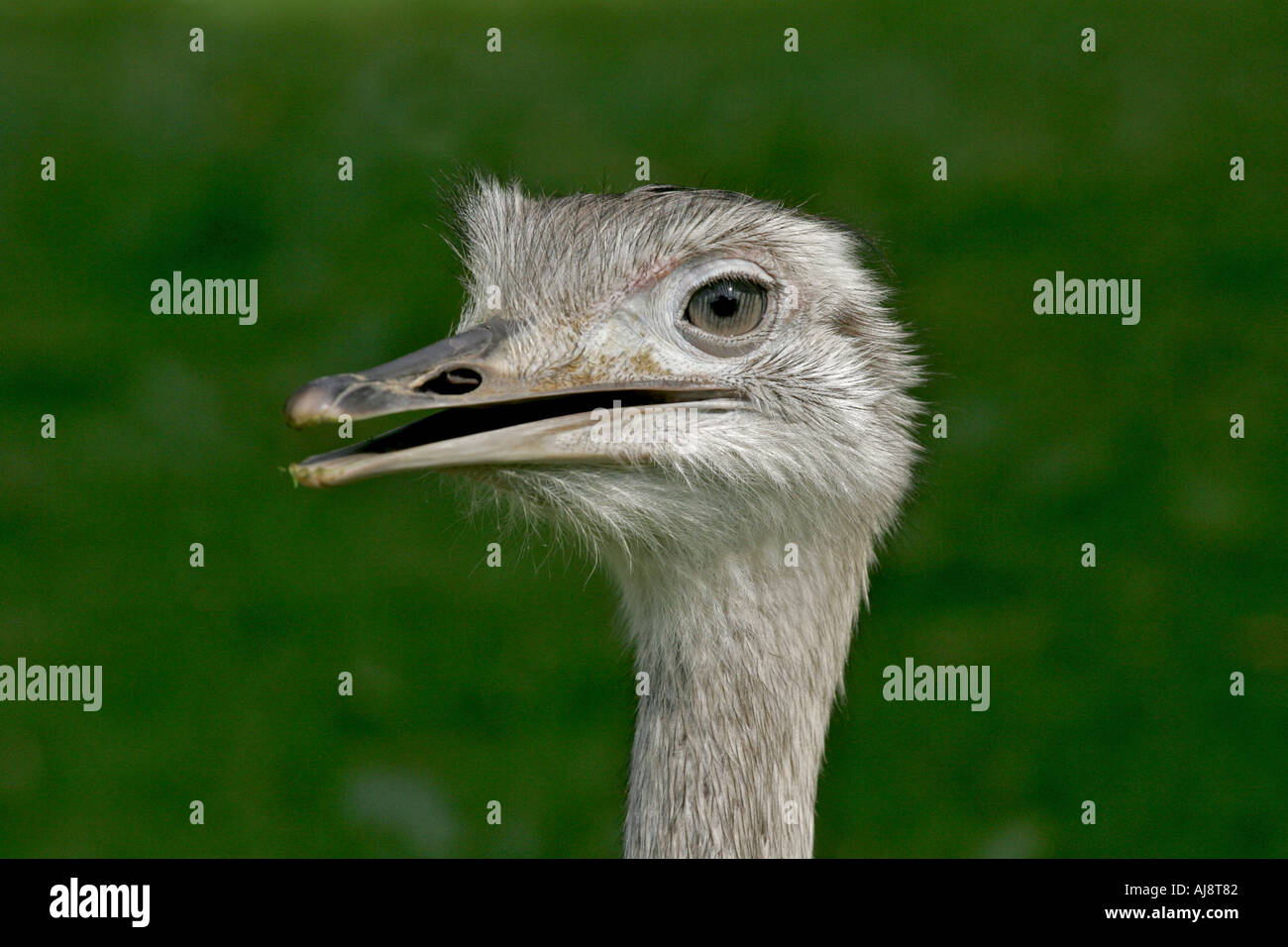 Greater rhea captivity hi-res stock photography and images - Alamy