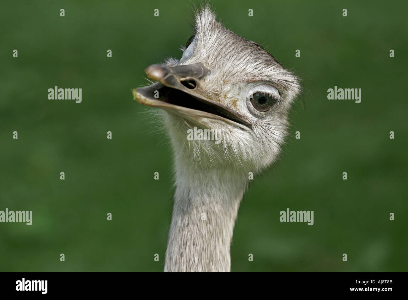 Greater rhea captivity hi-res stock photography and images - Alamy
