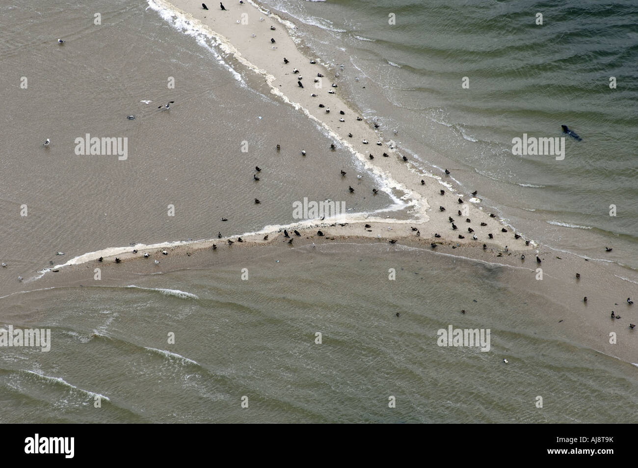 Texel island seals hi-res stock photography and images - Alamy