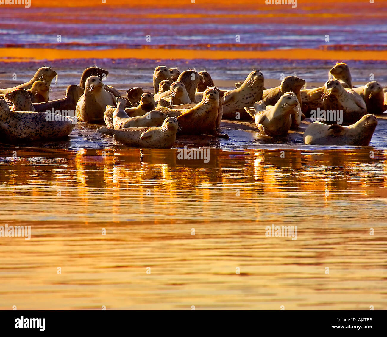 Seal migration hi-res stock photography and images - Alamy