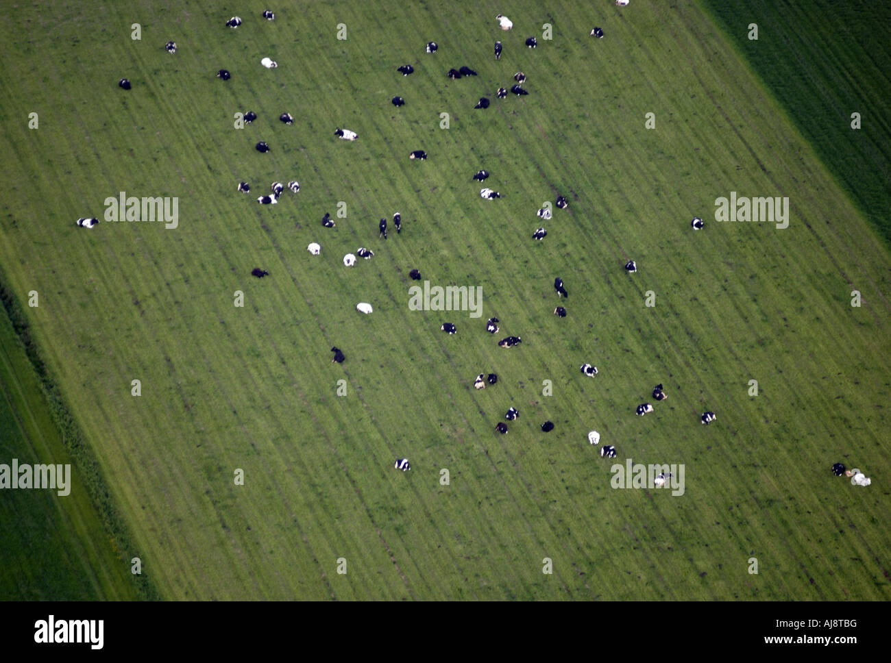 Texel aerial view on pasture with cows Stock Photo - Alamy