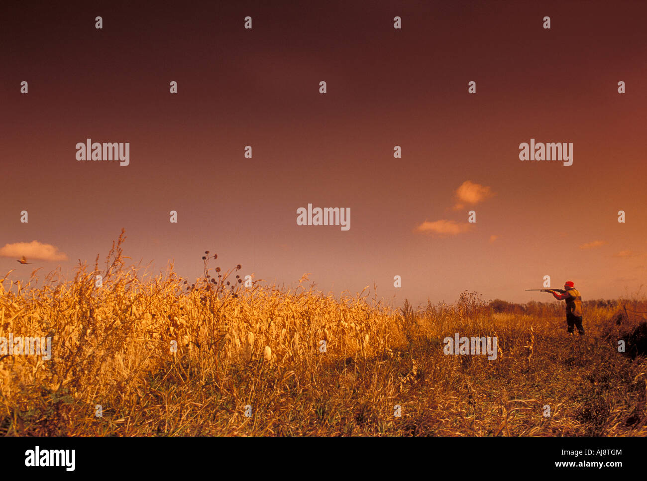 Man shoots at a pheasant during hunt Stock Photo - Alamy