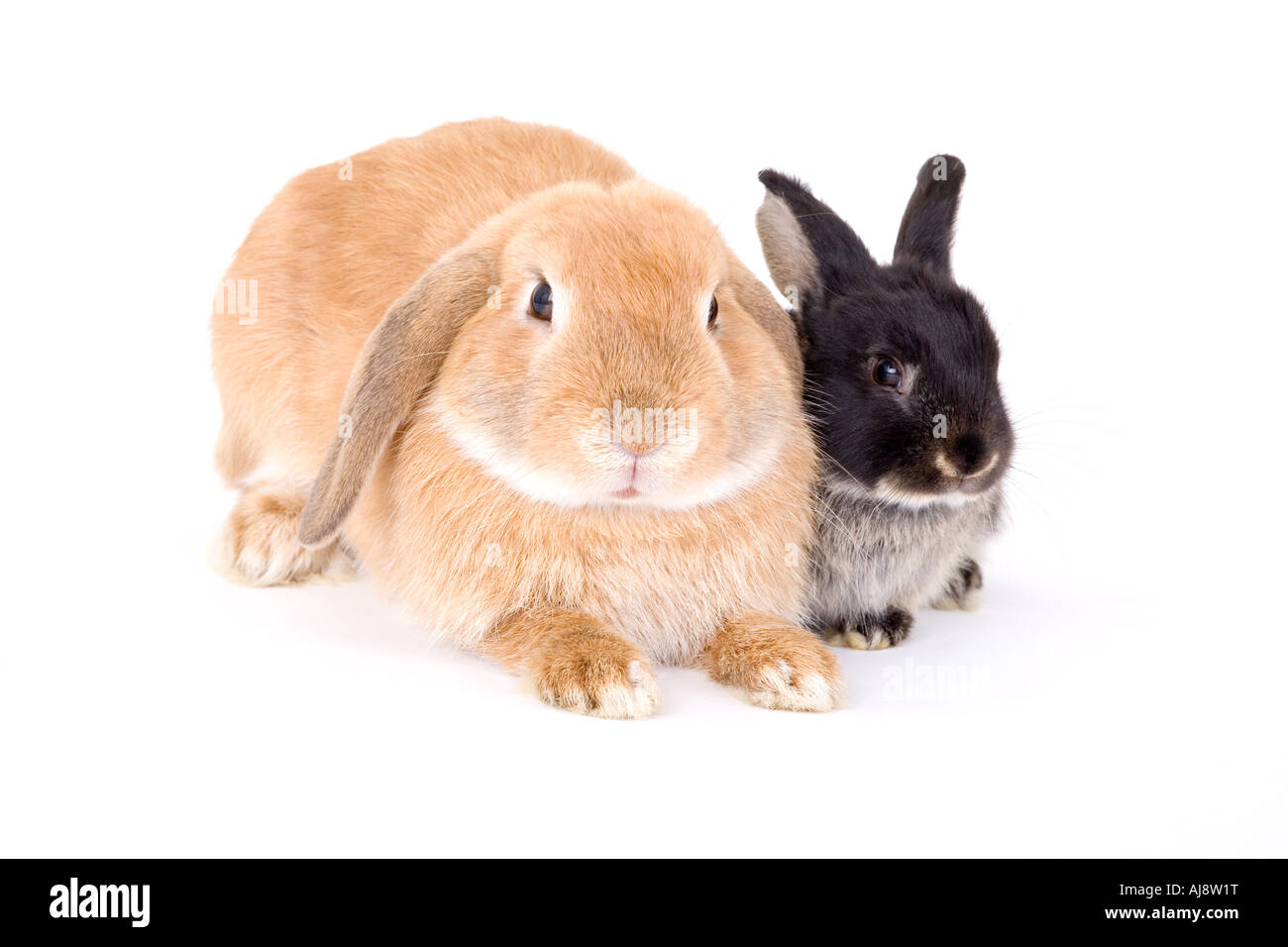 two bunny on a white background Stock Photo - Alamy